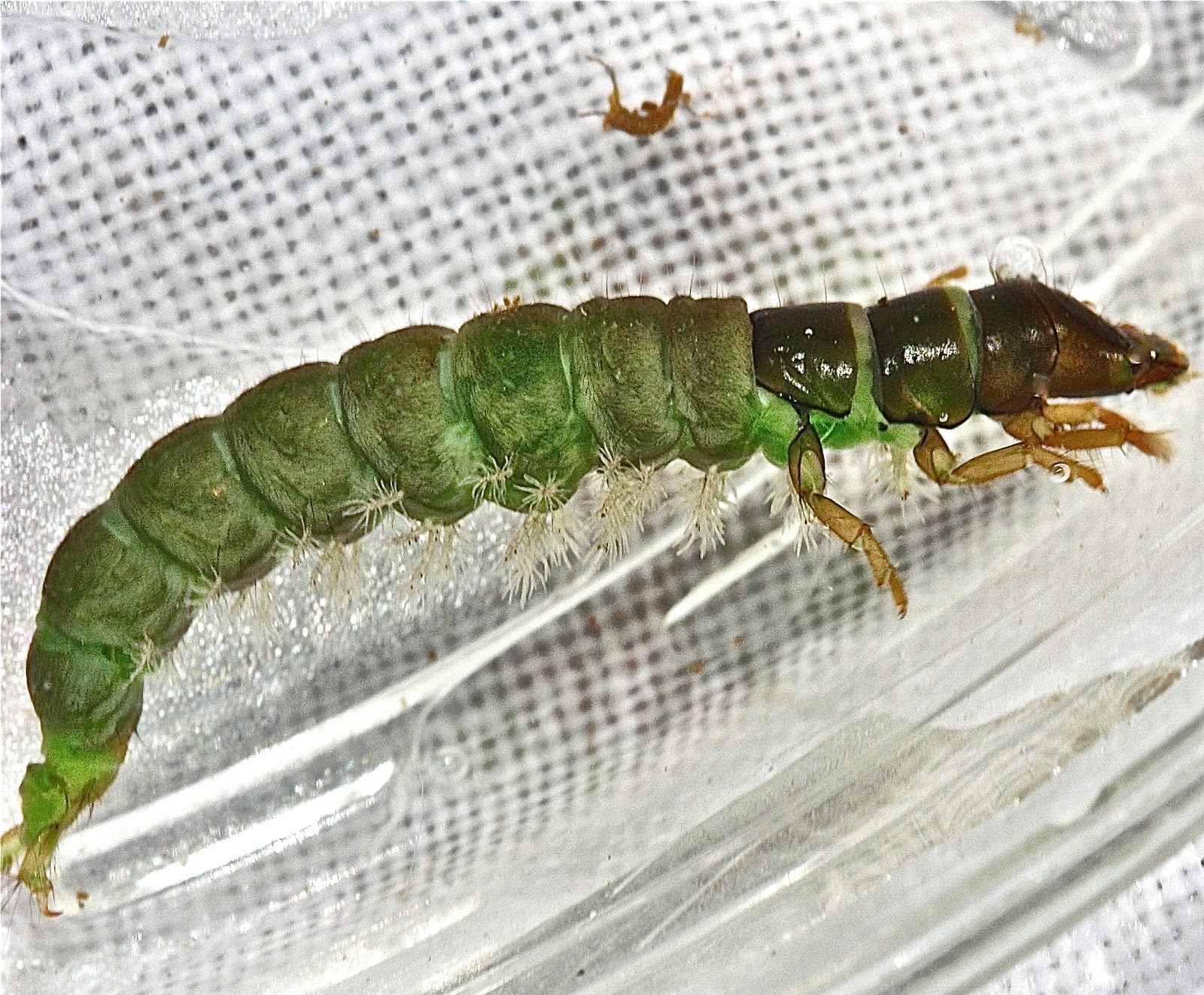 Aquatic Insects of Central Virginia: Assigning Tolerance Values and the ...