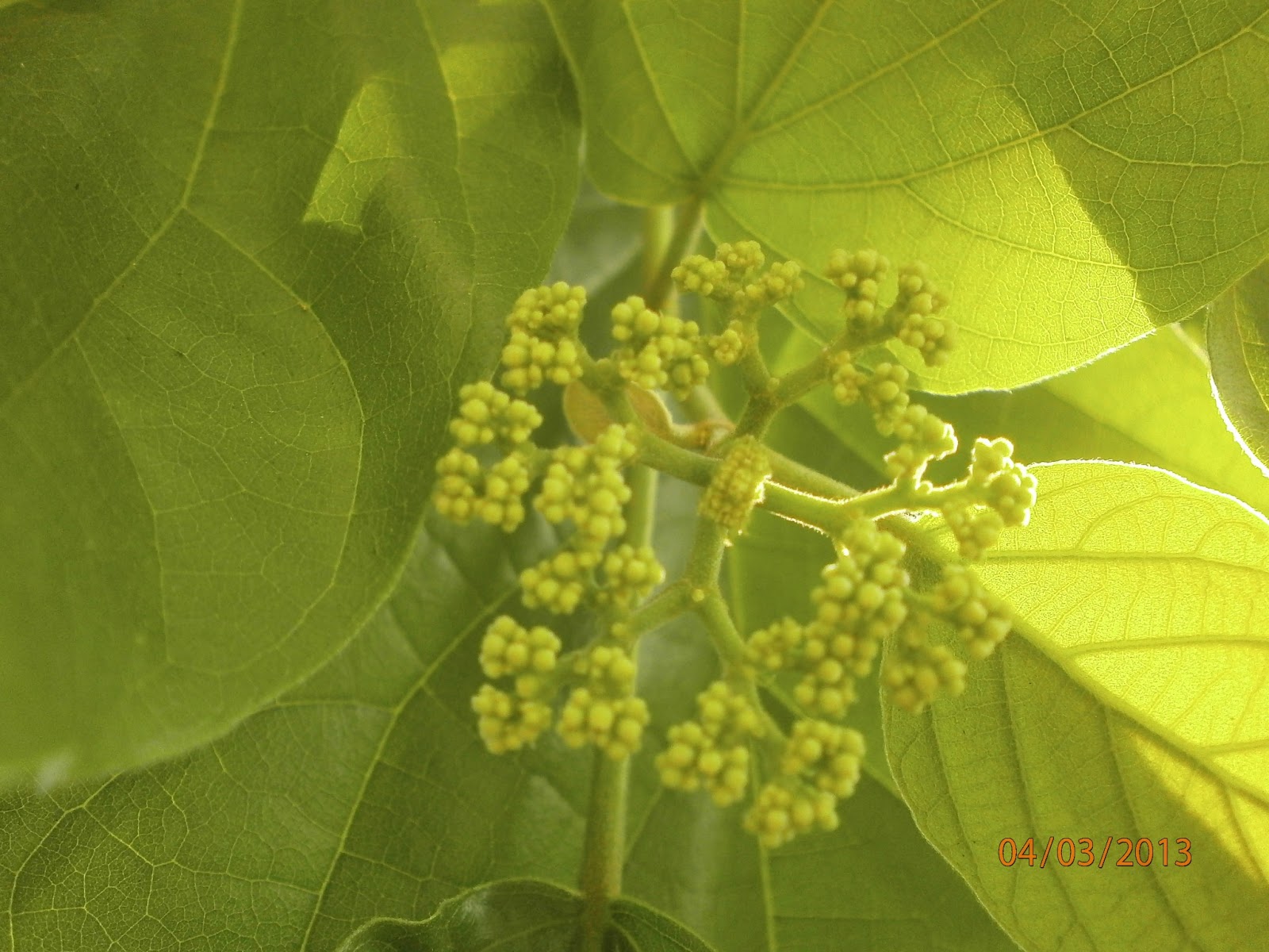 Photography with Dr. Ernie.: Alagaw tree, Premna Odorata
