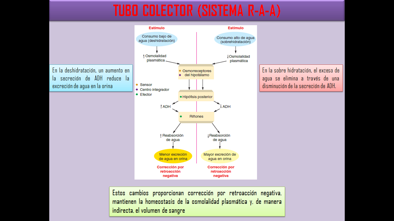 EL FABULOSO MUNDO DE LA FISIOLOGIA: TÚBULO COLECTOR (SISTEMA RAA)