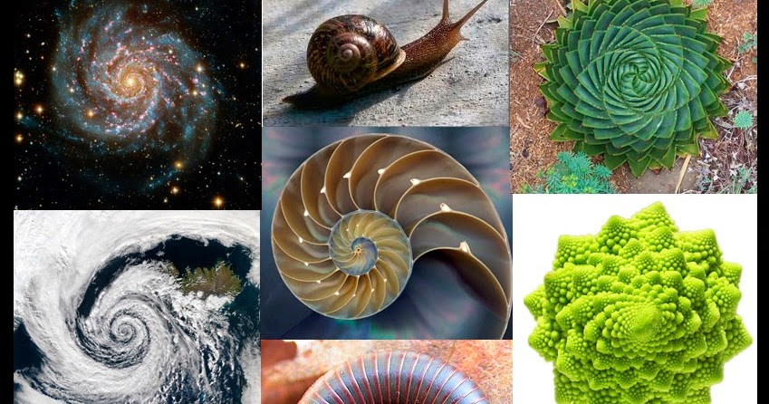 Vadebichos: Why is nature and life in general so often structured ...