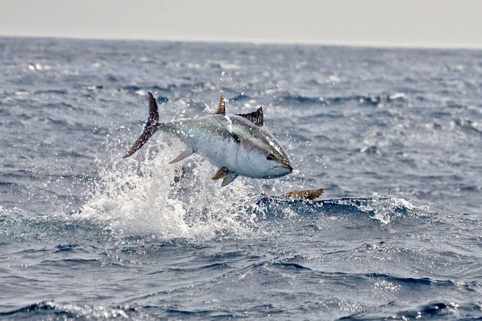 Sorte Noscia: Riconoscere i Tunnidi