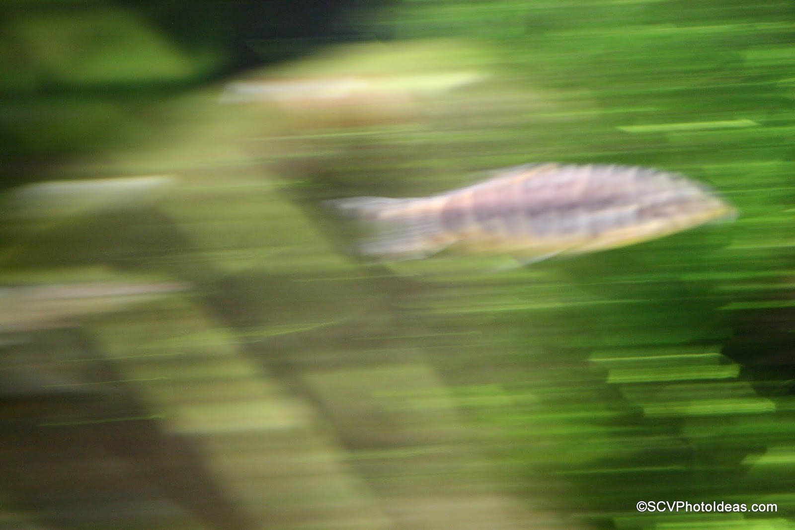 S.C.V. Aquascaping Ideas: Zebra Loach - Botia Striata and Twin Banded ...