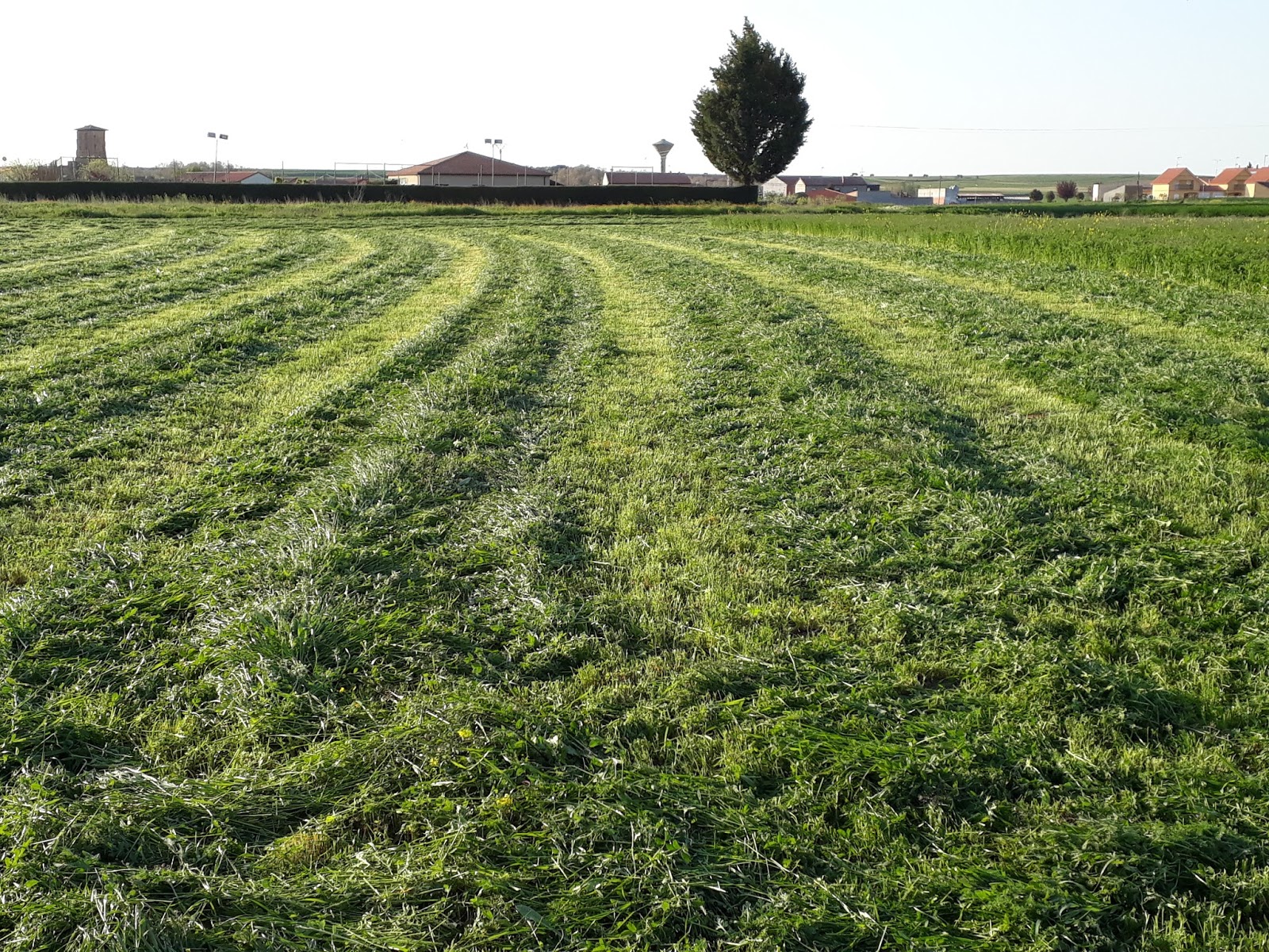 Forrajes ecológicos : mayo 2018