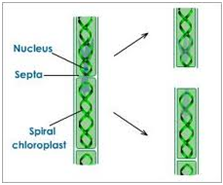 What is an ALGAE ? | MEDICAL TODAY