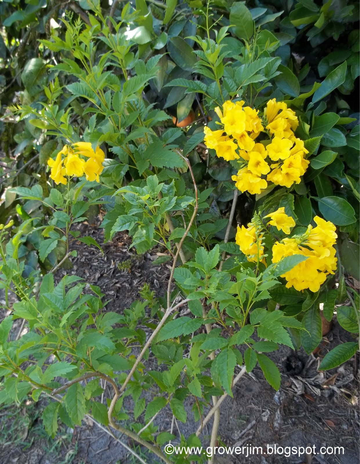 Garden Adventures: Tecoma stans