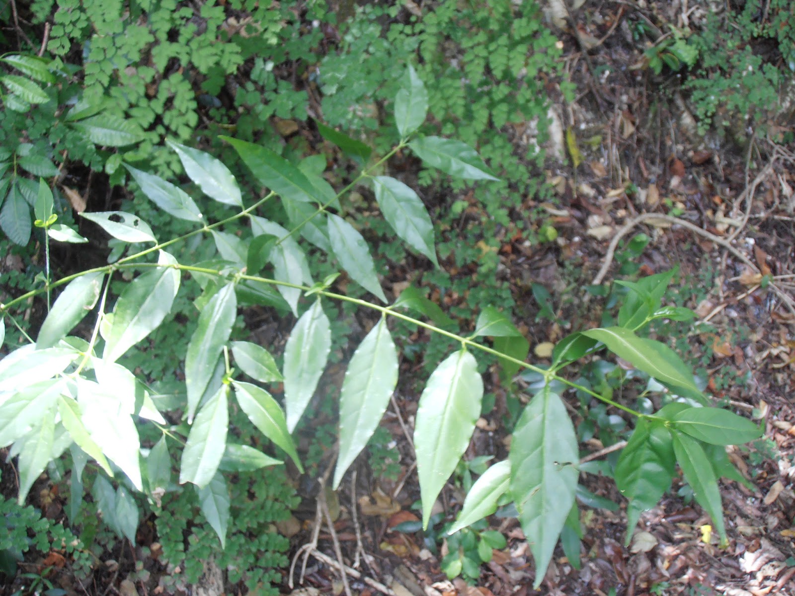 Flora de Puerto Rico Ilustrada Papo Vives: POLYGALACEAE- PHLEBOTAENIA ...