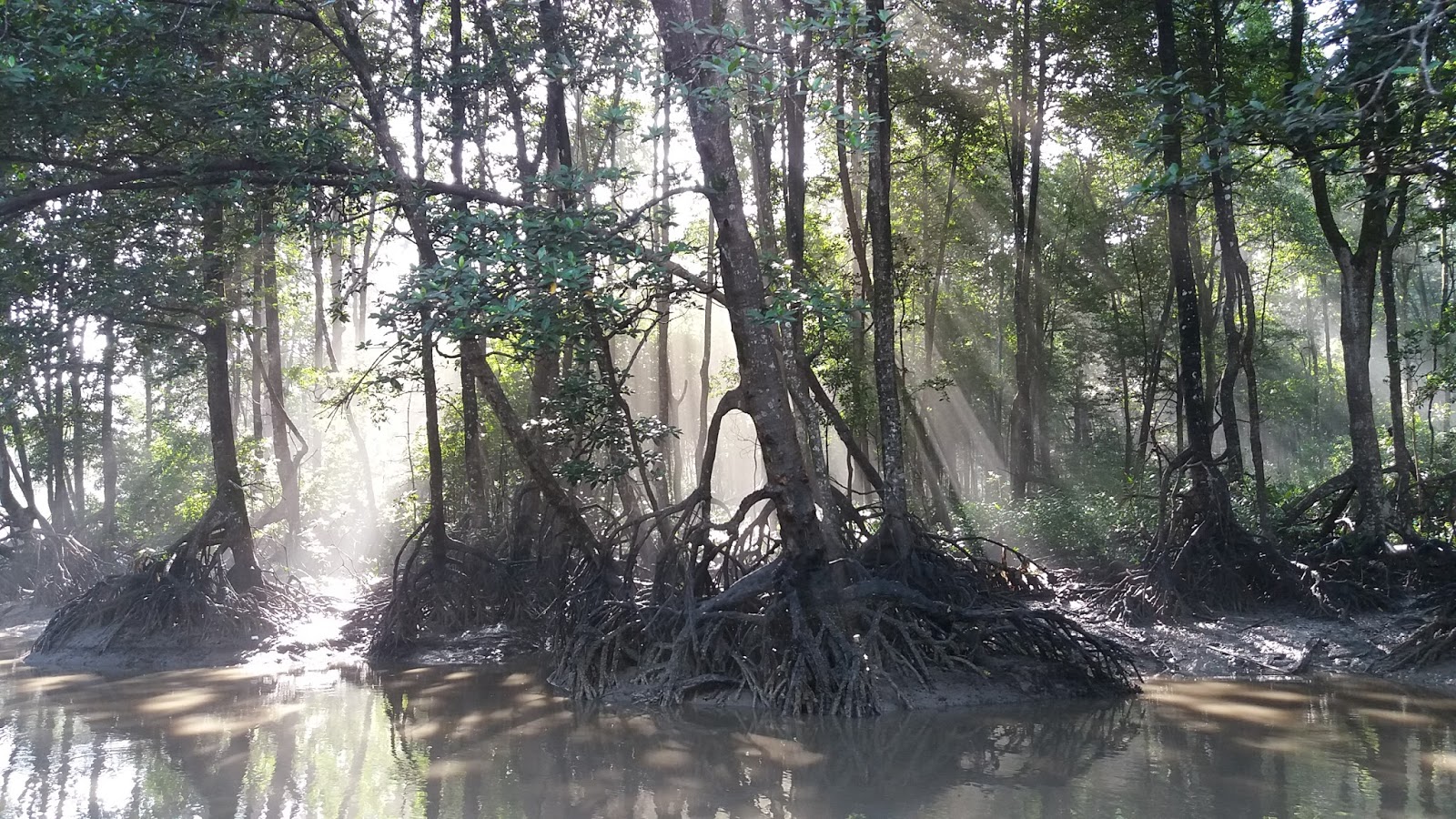 KUALA SEPETANG ECO TOURISM Matang Mangrove Forest Reserve Tour, Bird ...