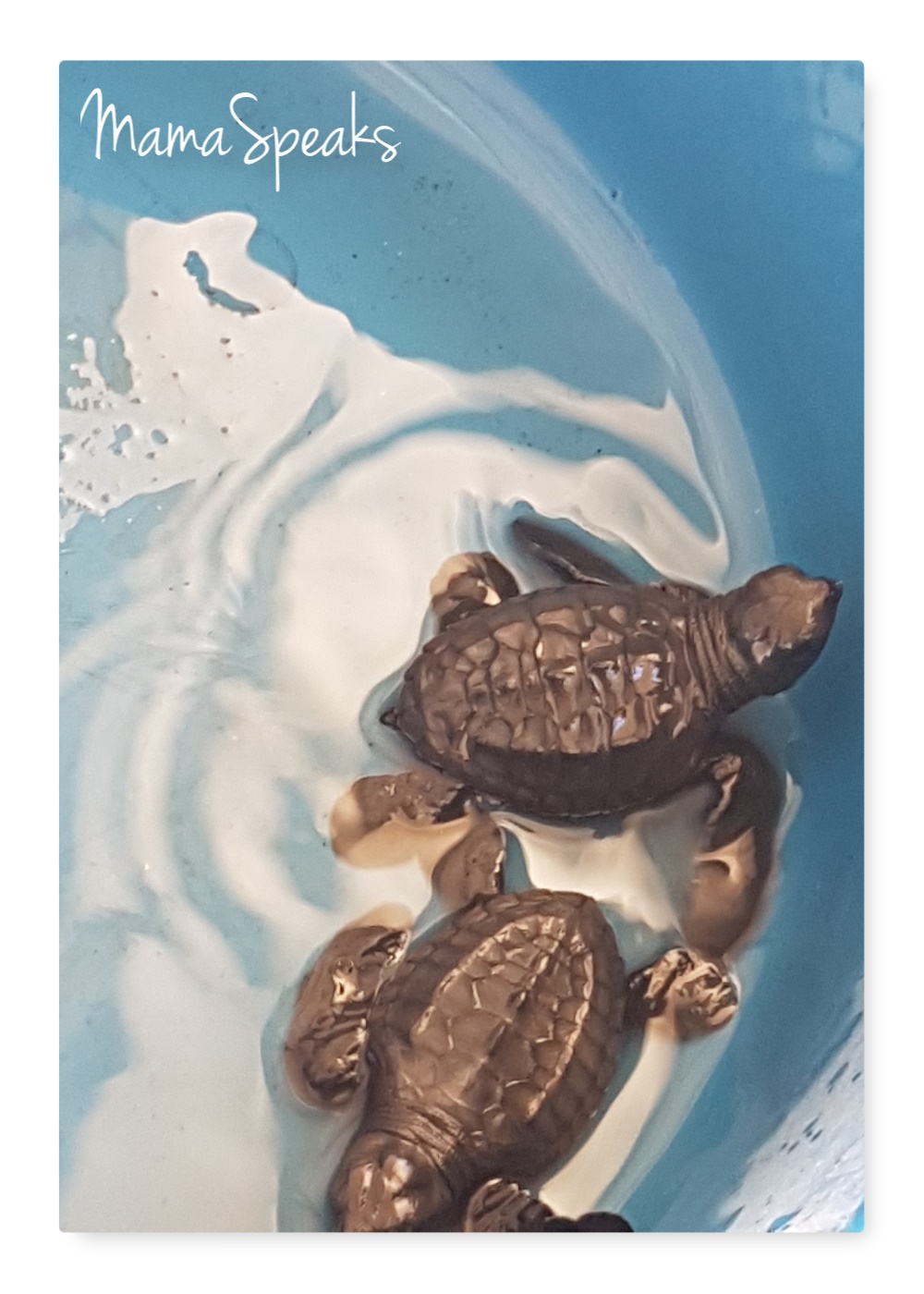 The Travelling Mama: Pawikan Conservation Center Bataan