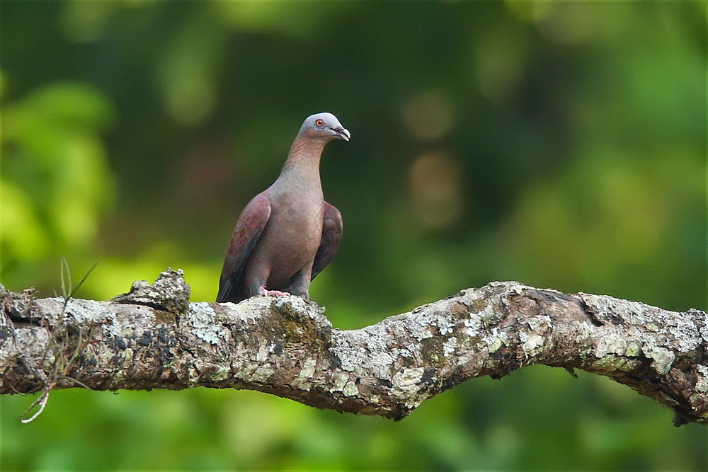 Indian Birds Photography: [BirdPhotoIndia] Pale-capped Pigeon or Purple ...