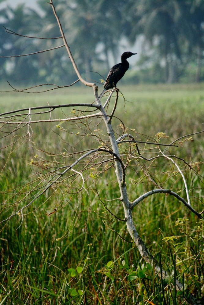 Get Lost In Nature.......Much Beyond Kerala!: Punchakari Wetlands ...