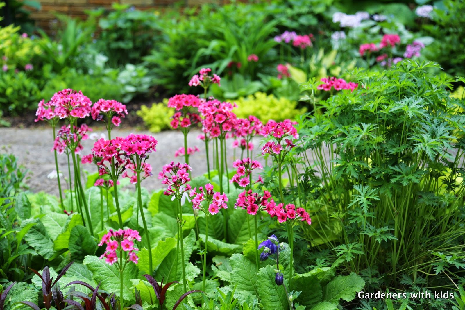 Gardeners with kids: Garden Blogger's Bloom Day- May 2015
