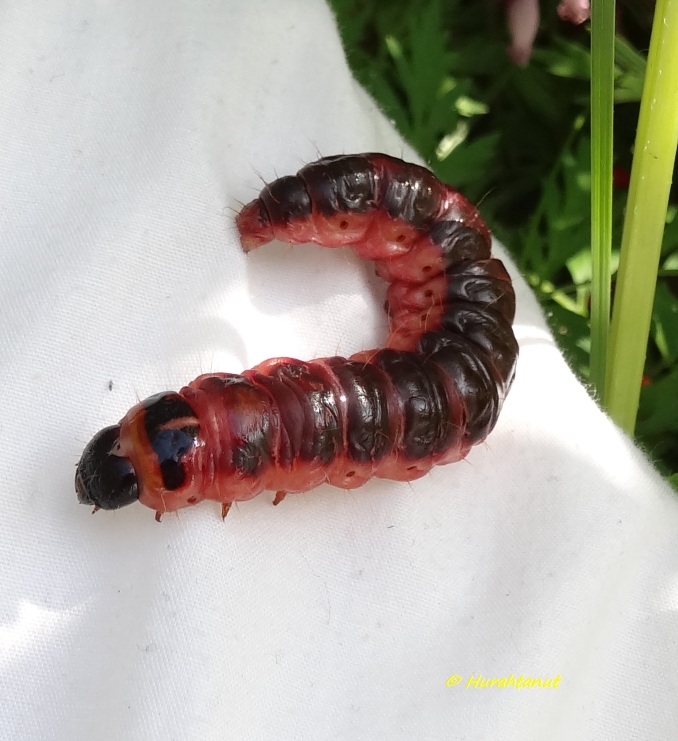 Hurahtanut: Unikoita ja tunnistustehtävä