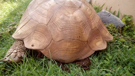New Photos Of Alagba The Oldest Tortoise In The World Living At Soun Of ...