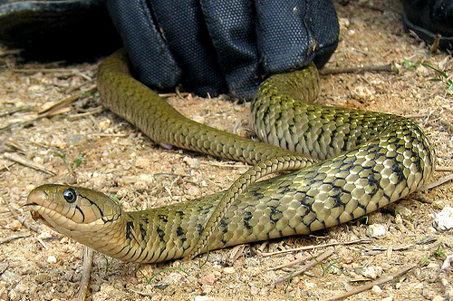 Reptile Research and Conservation Trust Of India: 30 Species Of Indian ...