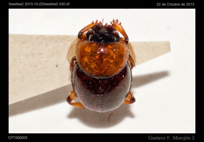 Coleoptera de Ecuador: Scybalocanthon moniliatus BATES, 1887