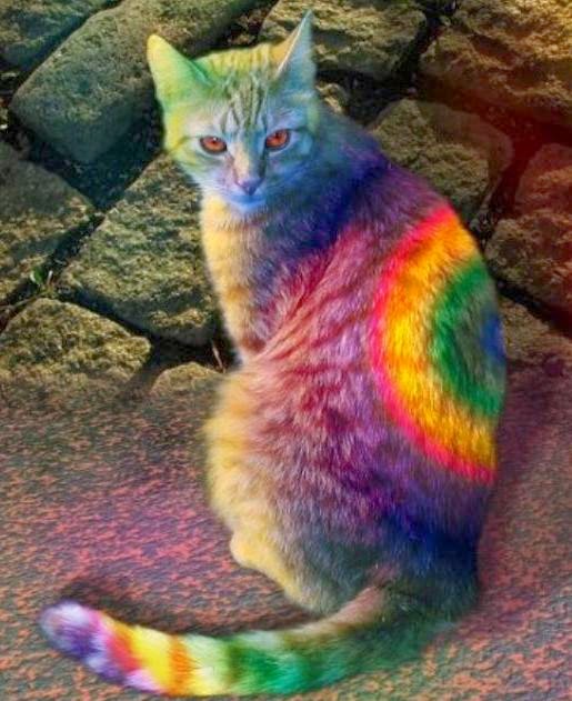 Colorful Animals - Talk and Chats All About Life