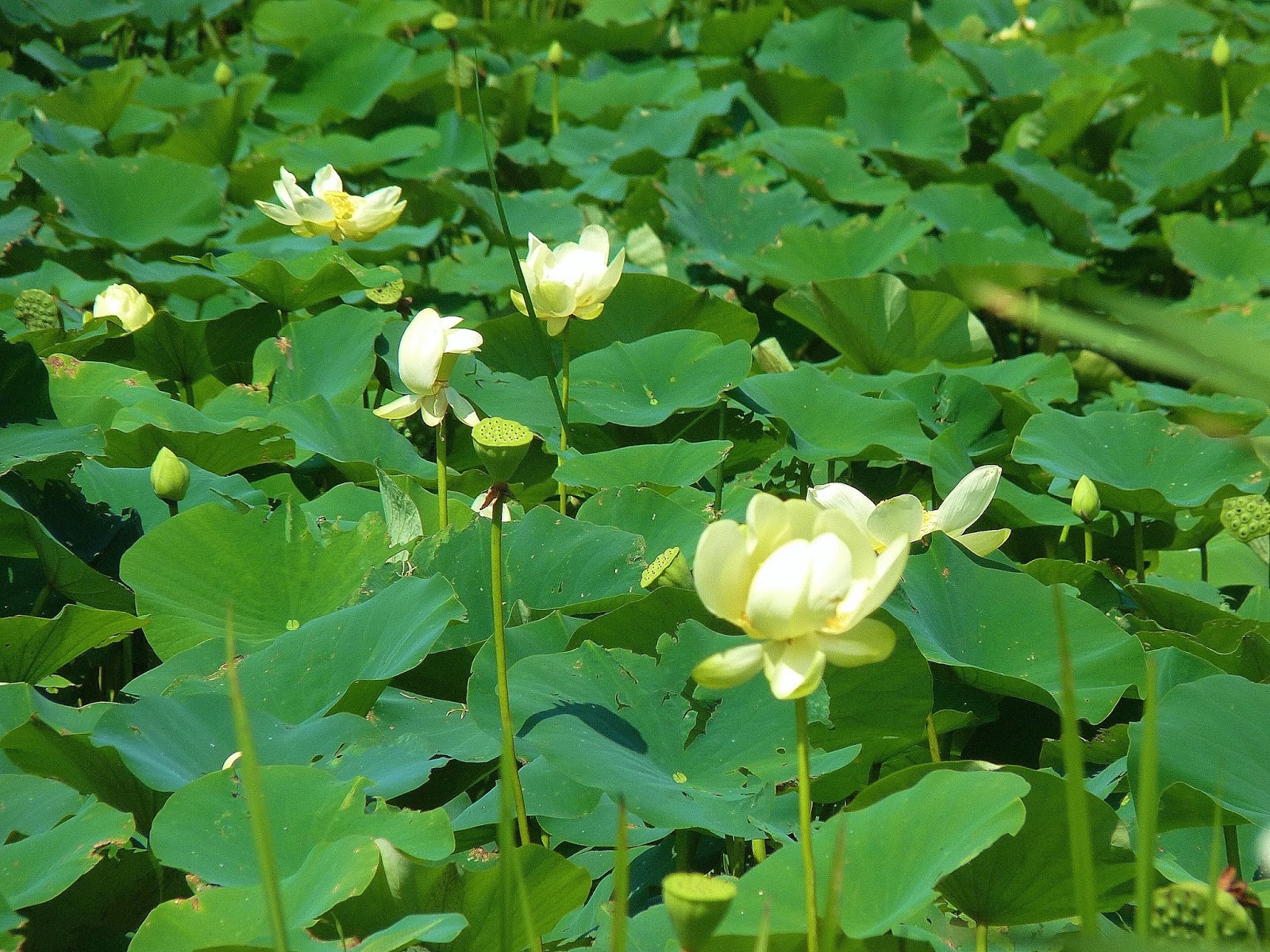 Granny Sue's News and Reviews: At Green Bottom Again: Summer in the ...