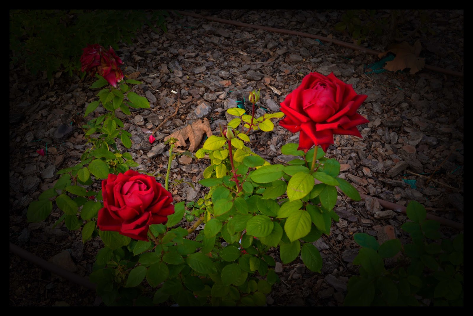 Dos rosas rojas | Mamen Diez Photography