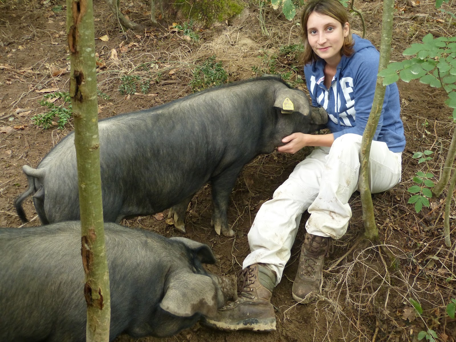 Ferme de la Bracadelle Œuf fermier - Porc Noir Gascon: Le Porc Gascon