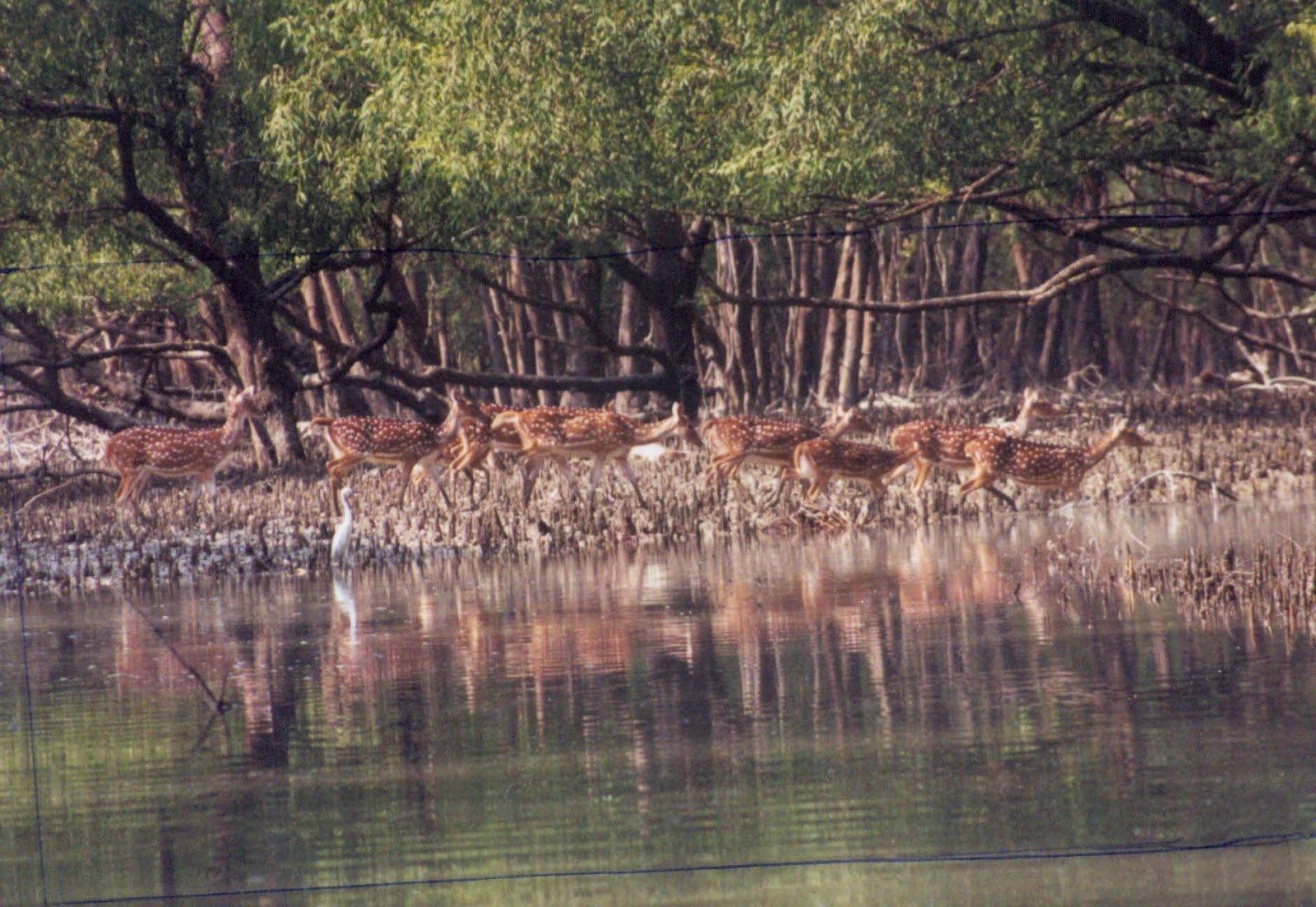 Sundarban Exclusive Wallpaper