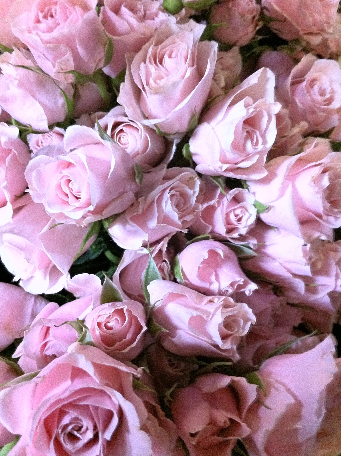 The Enchanted Petal: Lovely is the Rose