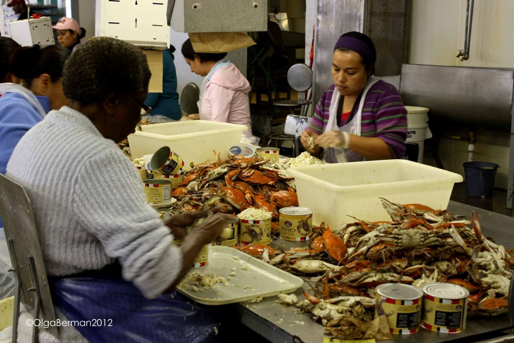 Mango & Tomato: A Day of Learning About MD Crab & Oysters: MD Seafood