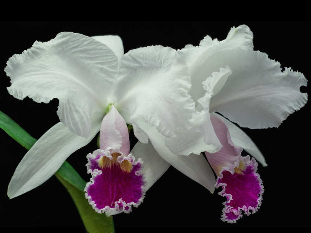 Grow and care Cattleya trianae orchid - Dr. Triana's Cattleya ...