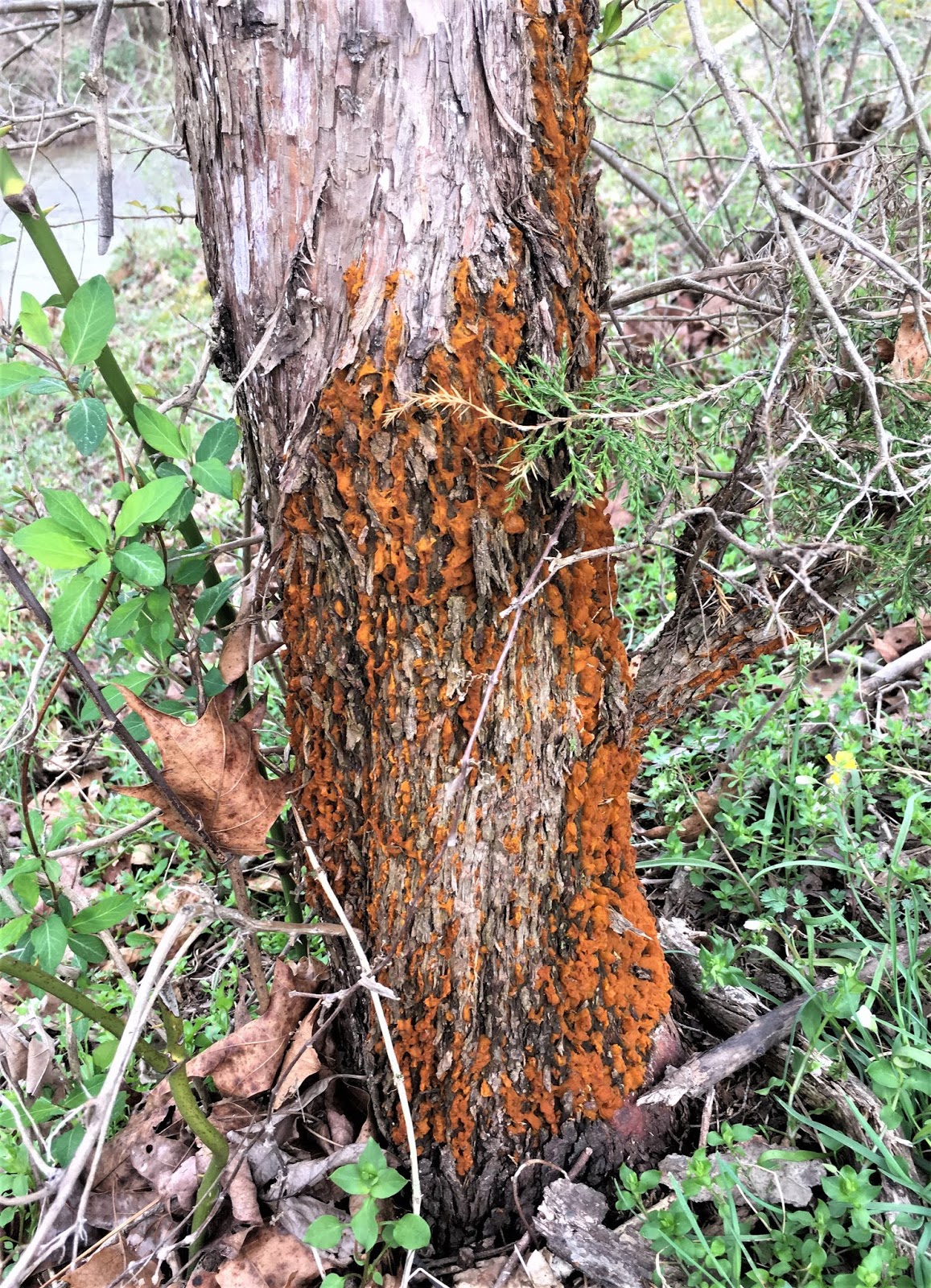 Tree Fruit Disease Update: Heavy apple scab and rust infection period ...