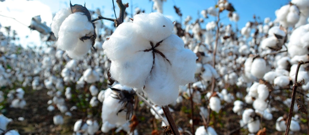 El algodon como un factor crucial en desarollo textil