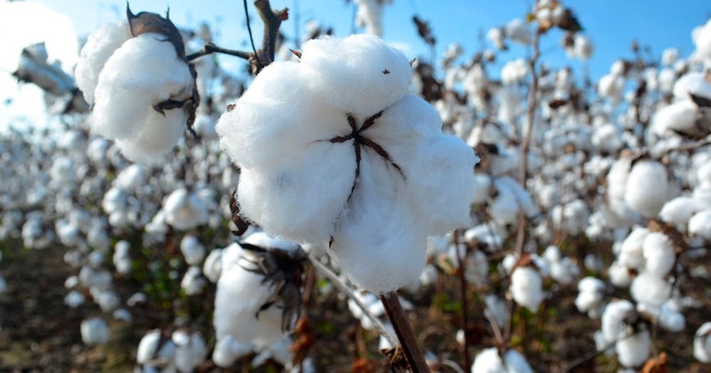 El algodon como un factor crucial en desarollo textil