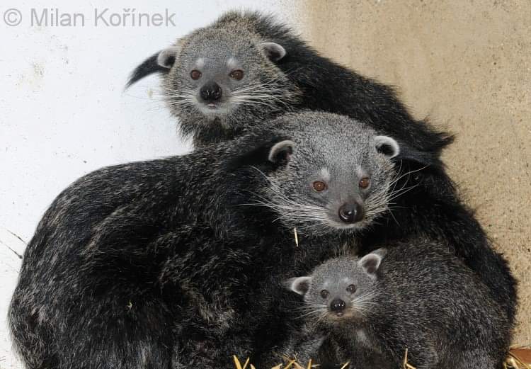 Jenis jenis musang, kerabat musang dan harganya - Karolus Ivan Purwoko