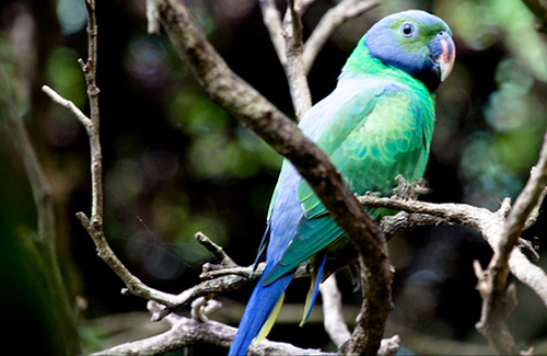 Sri Lankan Endemic Birds: Alu Girawa - Layard's Parakeet (Psittacula ...