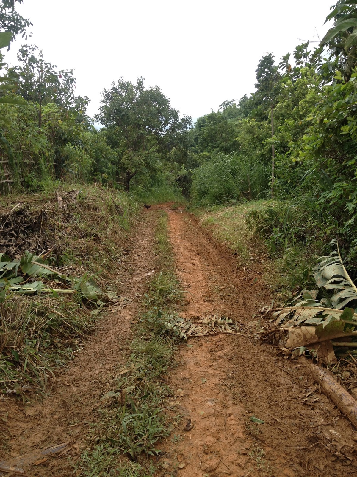 Skookum Mountaineers: Mt. Parawagan (Traverse) - A mountain in Wawa ...