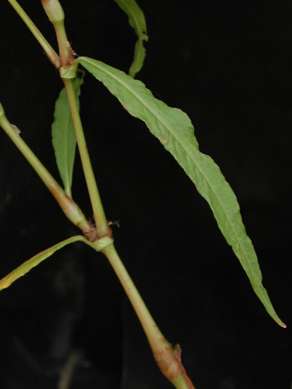 PLANT FAMILIES OF PUERTO RICO AND FLORIDA PAPO VIVES: POLYGONÁCEAE NUM ...