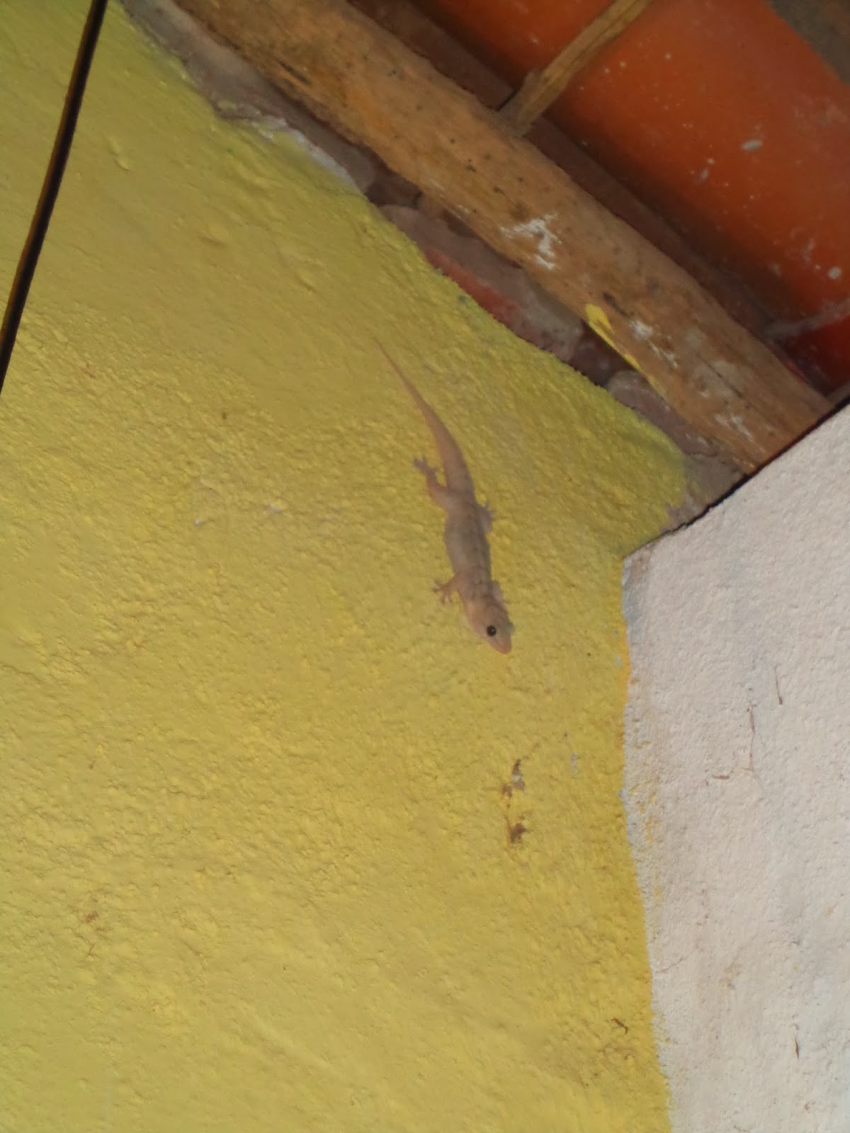 Sítio Dona Lô: FAUNA: LAGARTIXA E BRIBA