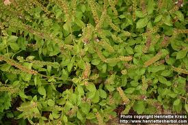 All About Agriculture: Medicinal plant- Ocimum