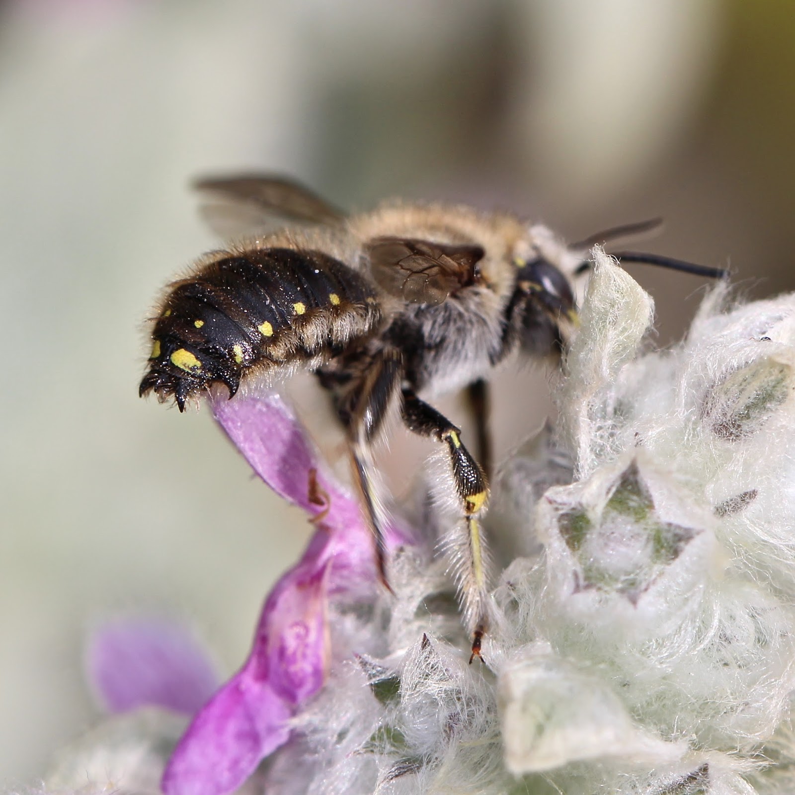 TrogTrogBlog: Bee of the week - Wool-carder bee