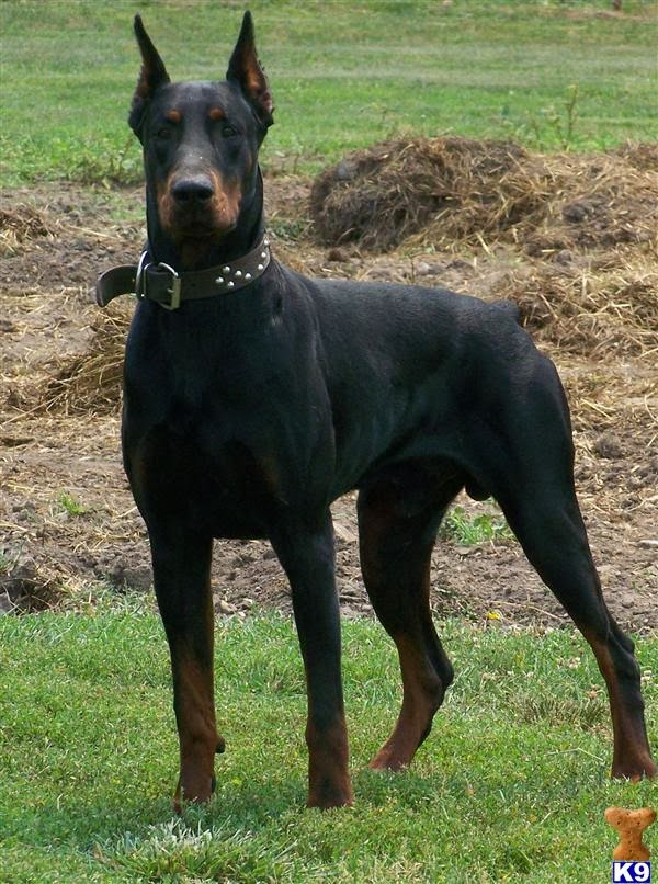 Doberman Pinscher Dog Breed Profile | Dog Breeds - All types of dogs ...