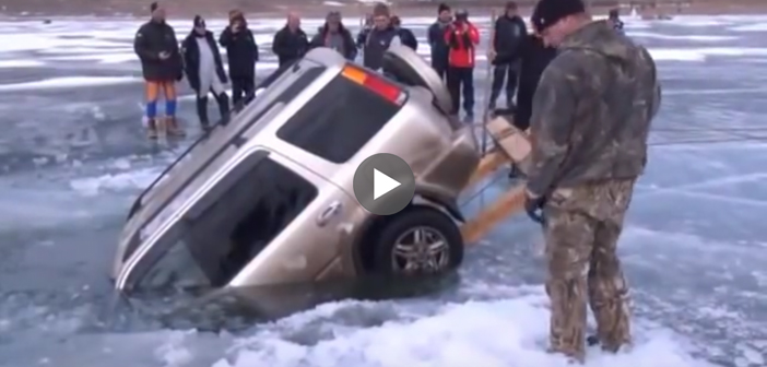 pull out car - AMAZING ANIMAL