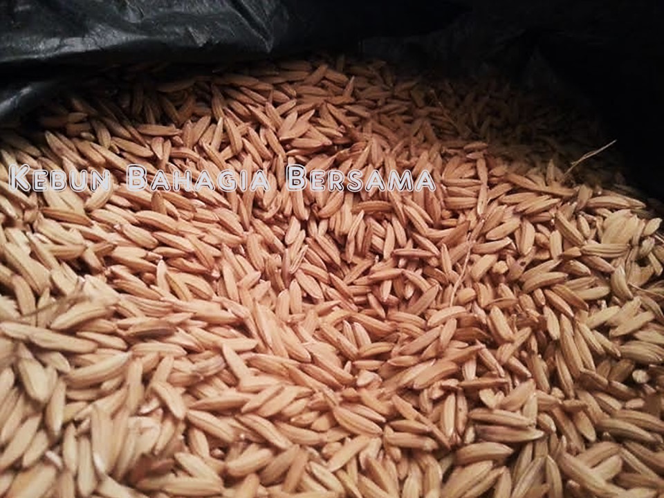 Kebun Bahagia Bersama: Benih Padi Huma dari Poturidong