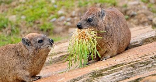 MFAHAMU ZAIDI MNYAMA AITWAYE PIMBI....ANAWEZA KULA VITU VYENYE SUMU NA ...