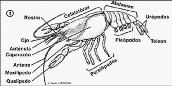 Vagabundeando por los libros: Gamba Roja o Rayada de Denia