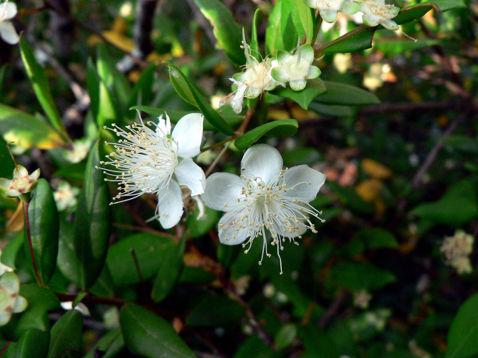 Desde Alájar: Mirto, Arrayan