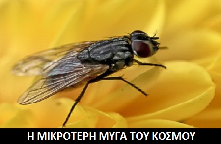 H.M.V: Η ΜΙΚΡΟΤΕΡΗ ΜΥΓΑ ΤΟΥ ΚΟΣΜΟΥ