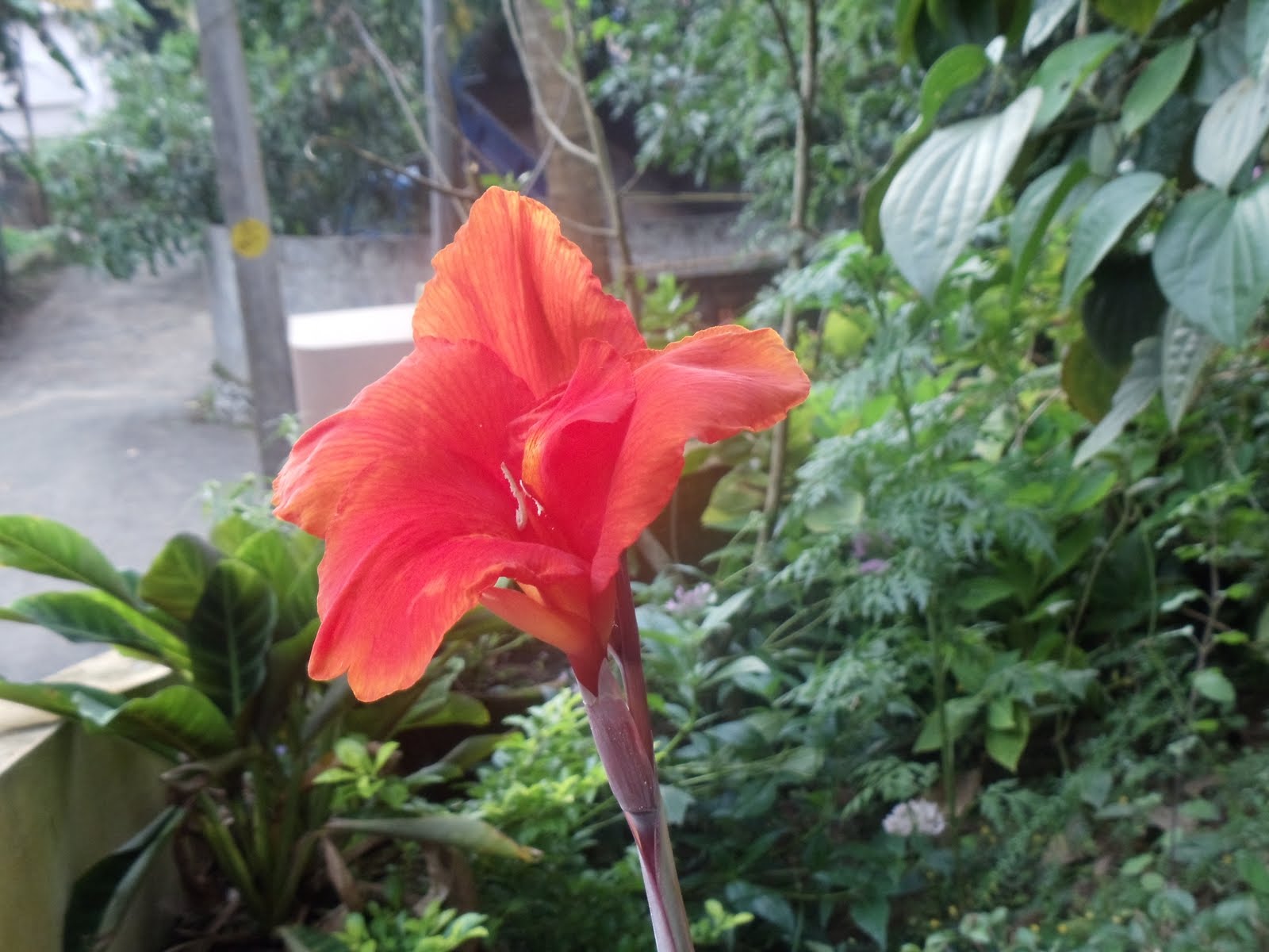 Souparnika Gardens . സൗപര്‍ണിക ഗാര്‍ഡന്‍സ്: Greenery