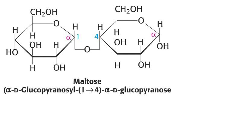 Bioquímica: Carbohidratos