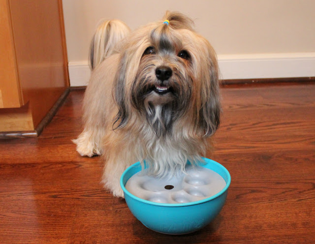 To Dog With Love: PAW5 Rock 'N Bowl Review: Rocco Says it Rocks! # ...