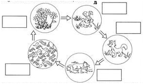 Science Class: Cadena Alimenticia 4°
