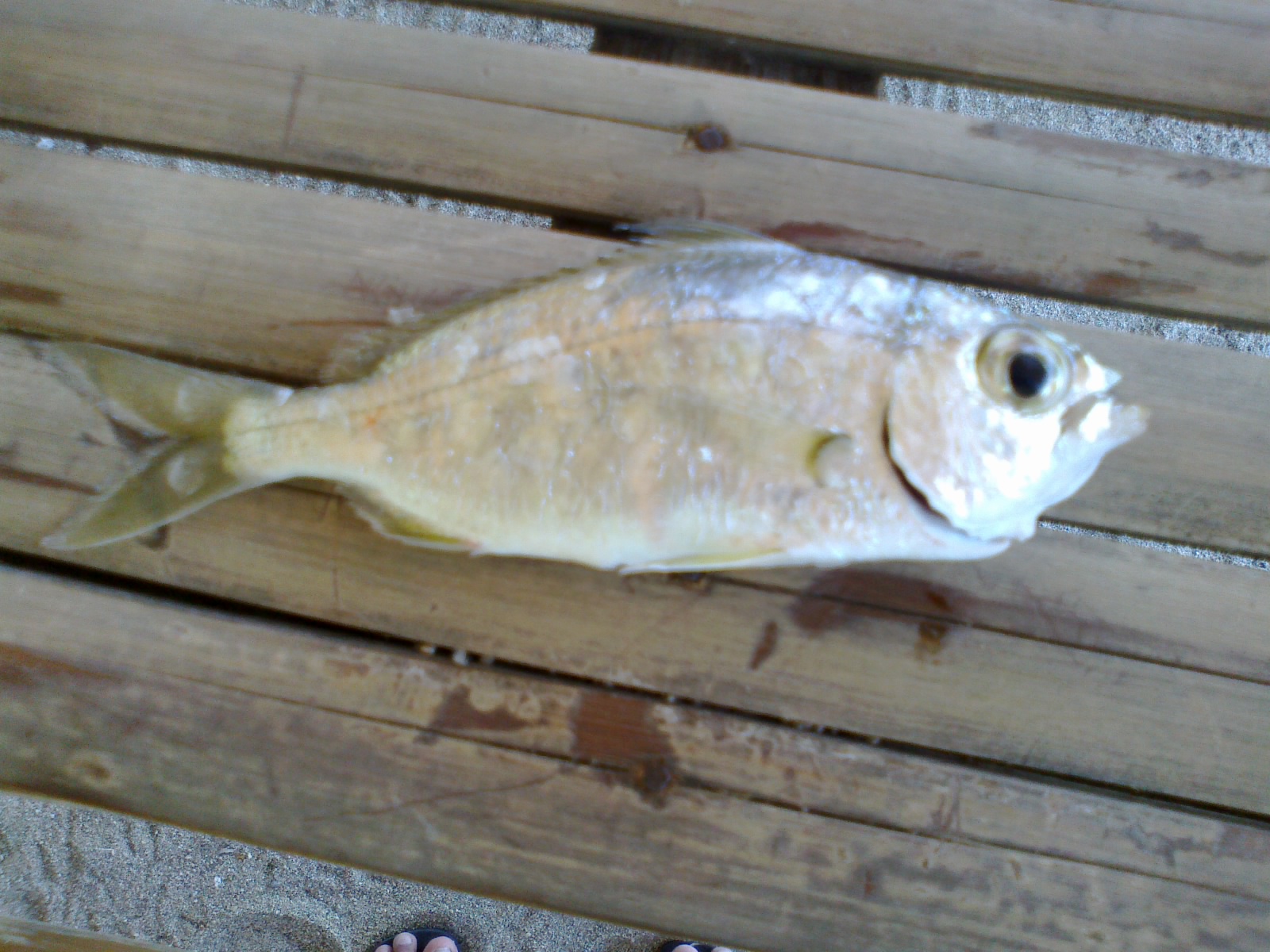 Fishing Adventure by Vince: Fishing @ Laiya, Batangas