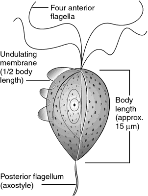 enfermeros microbiologos: Trichomonas vaginalis Adelina Cervantes Arroyo